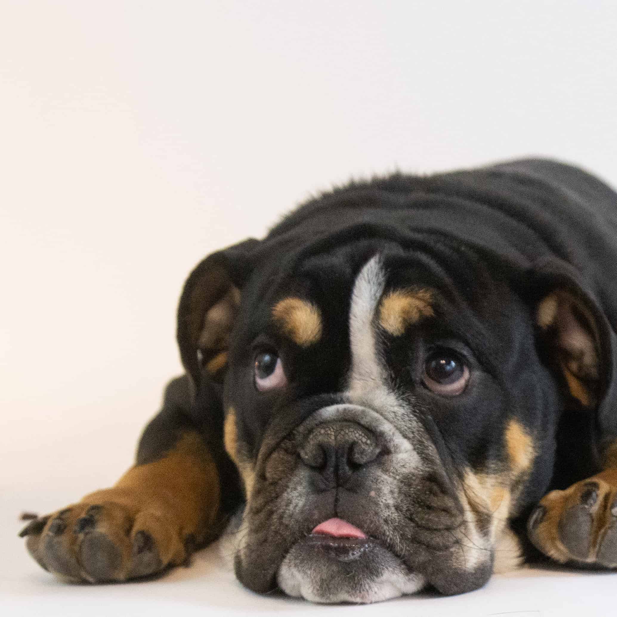 Dog and Puppy Intake Request Form - AZ CARE Rescue