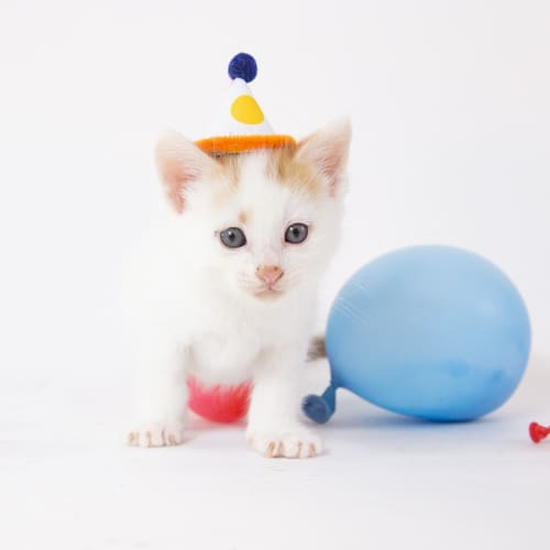 New Cat Foster Application - AZ CARE Rescue